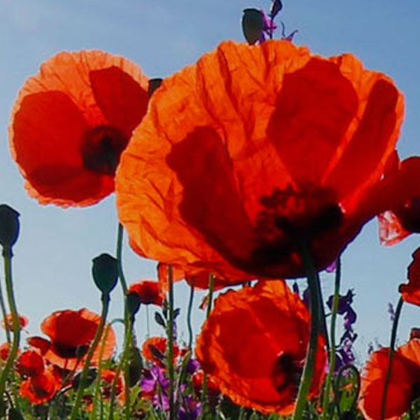 EloGraphics – Soluções Integradas para flexografia, rotogravura ...